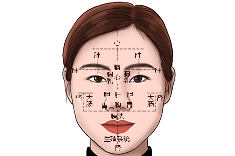脸部对应的五脏六腑图长斑