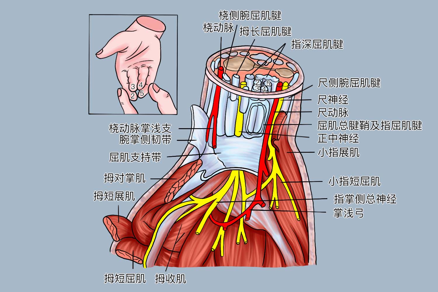 手腕解剖图 结构图 百度健康·医学科普