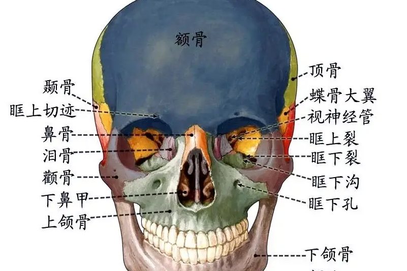 人的头骨骨骼结构图 | 百度健康·医学科普