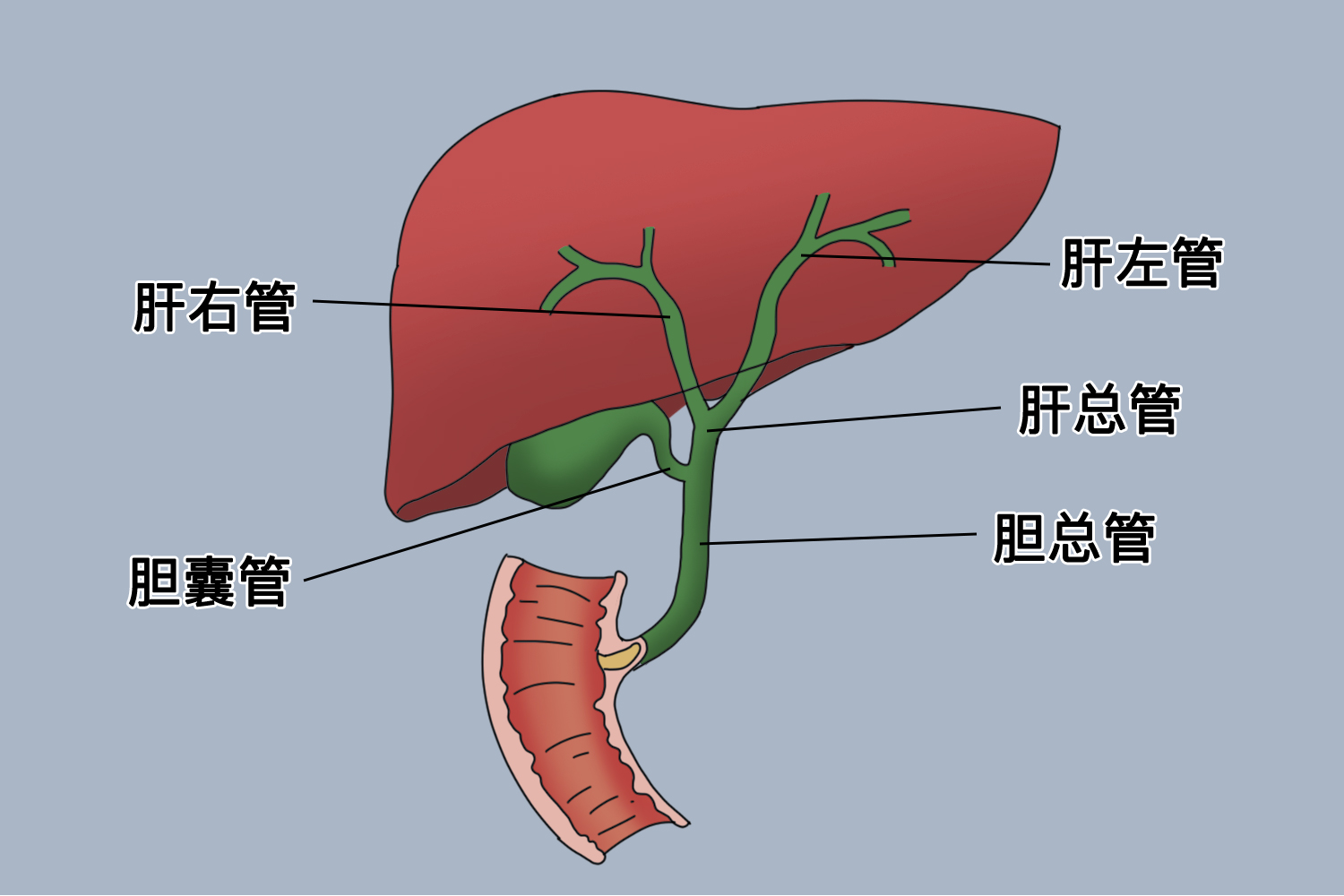胆囊的位置在哪里 位置图 | 百度健康·医学科普